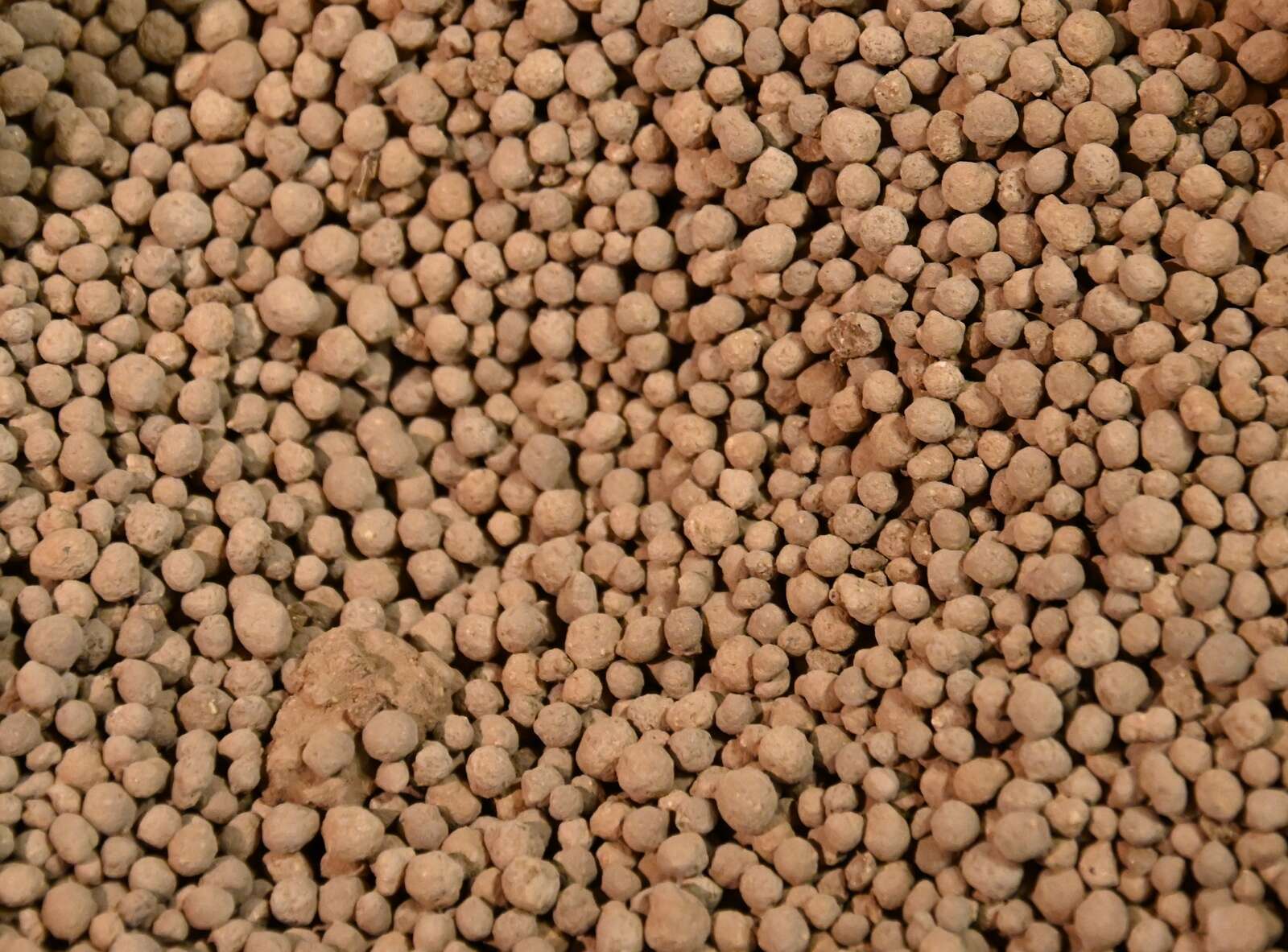 Prehistoric seagull poop is a unique goldmine for farmers | Country News