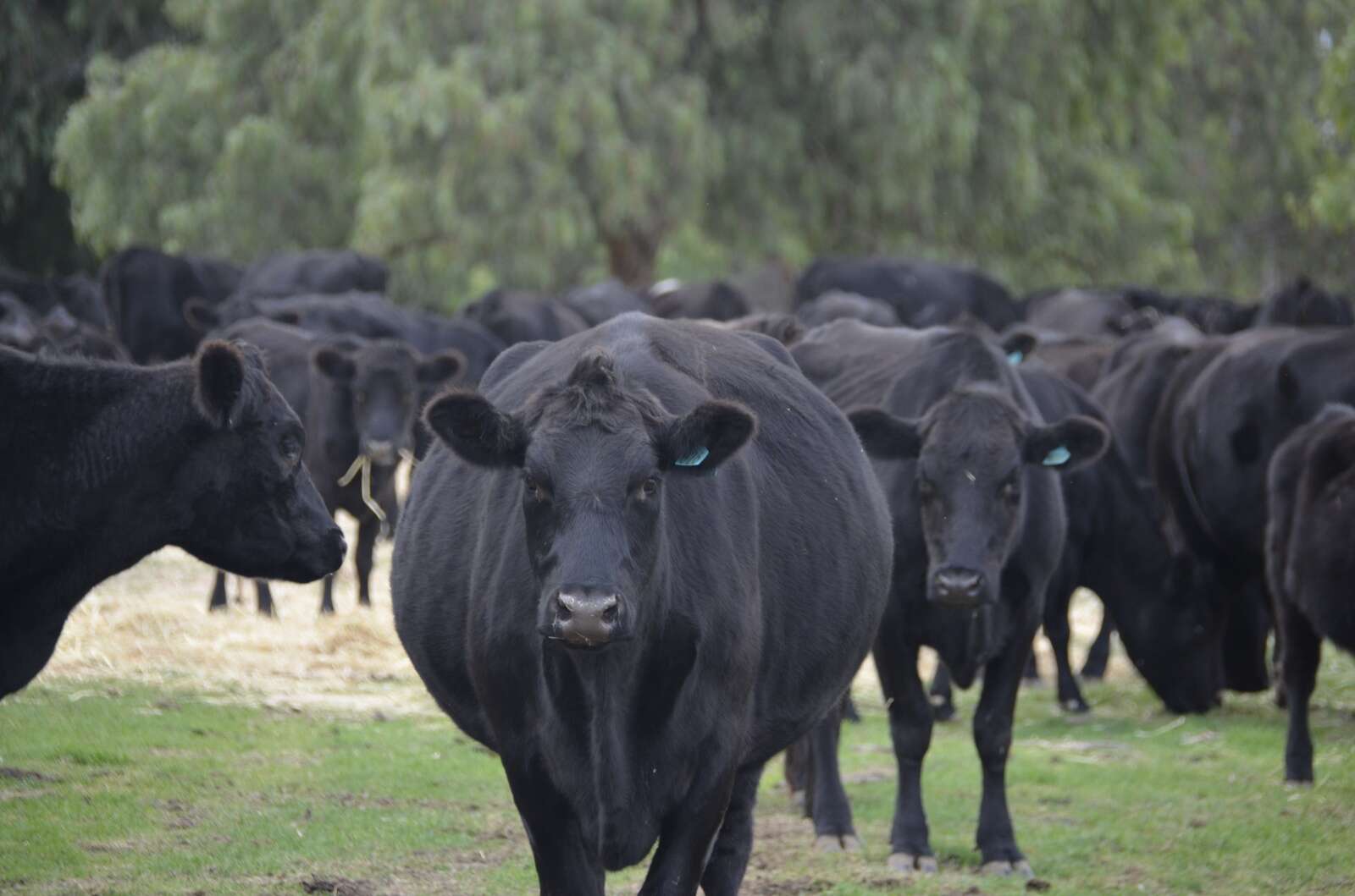 Australian cattle herd to ease slightly to 28.6 million head | Country News