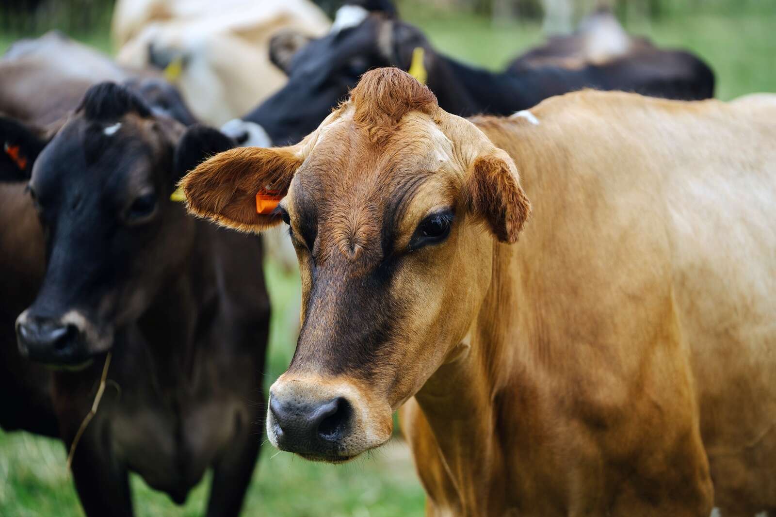 Let’s talk about tags | Dairy News Australia