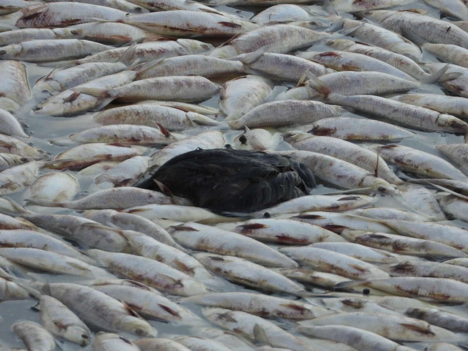 Millions of fish dead at Menindee | Riverine Herald