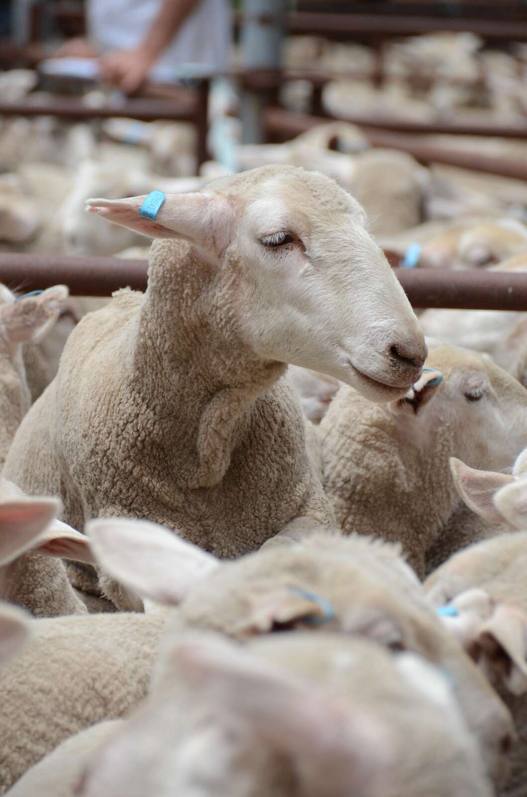 Lamb slaughter up, cattle down | Country News