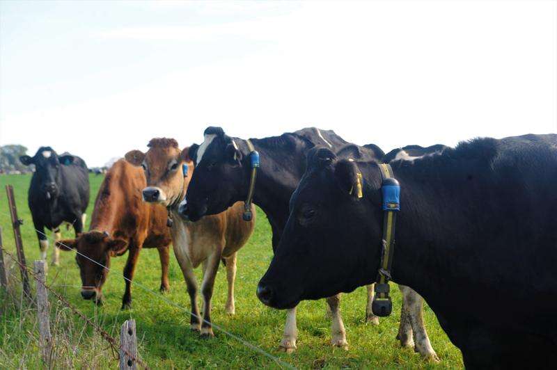 Transparency concern over milk agreements | Deniliquin Pastoral Times