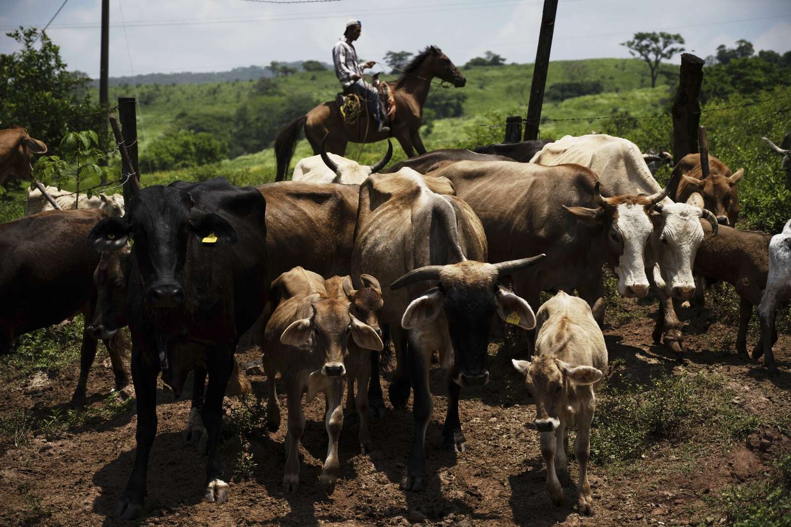 Dangerous parasite threatens Mexico cattle trade | Country News