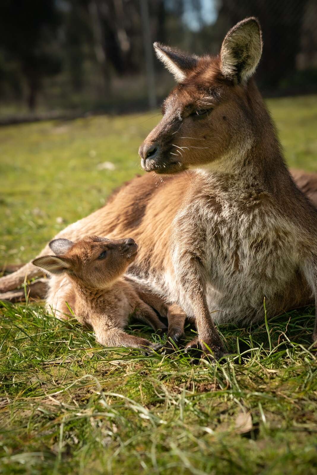 Kyabram Fauna Park’s new fur-riend | Shepparton News