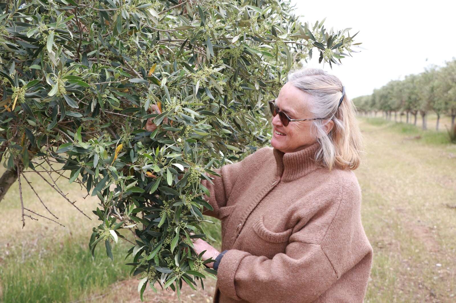 Good olives, great oil | Country News