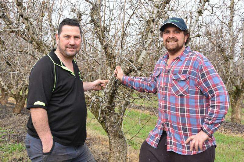 Cobram And District Fruit Growers Expands Seasonal Worker Program
