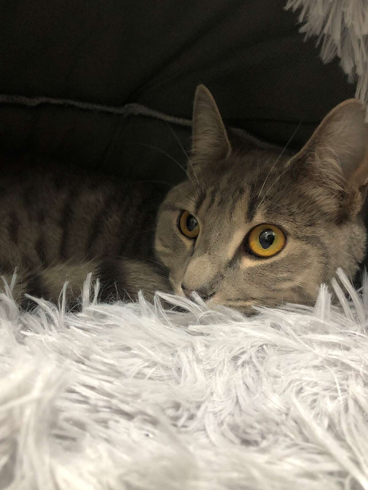 Cat containment rules start on July 1 | Country News