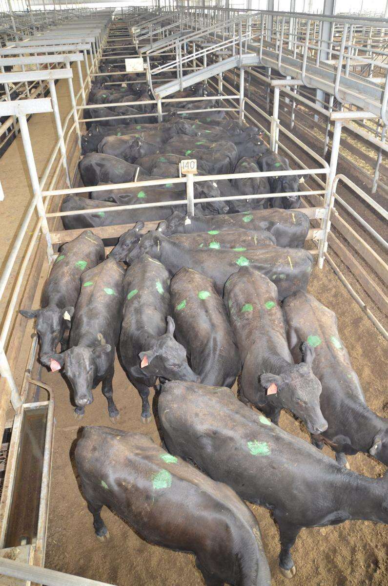 RSPCA praises video surveillance inclusion | Dairy News Australia