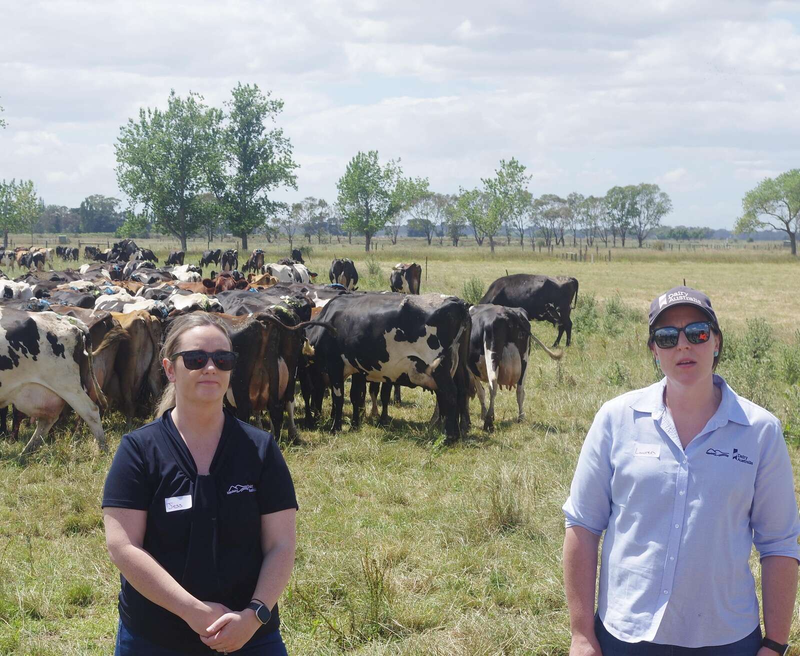 How to turn down the heat | Dairy News Australia