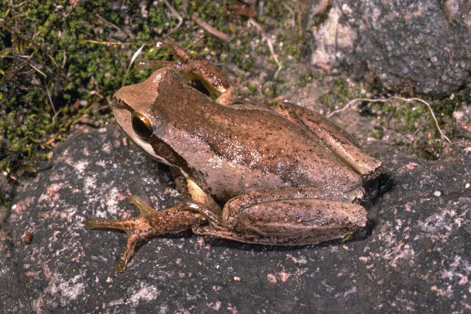 Build a bog for your local frog | Shepparton News