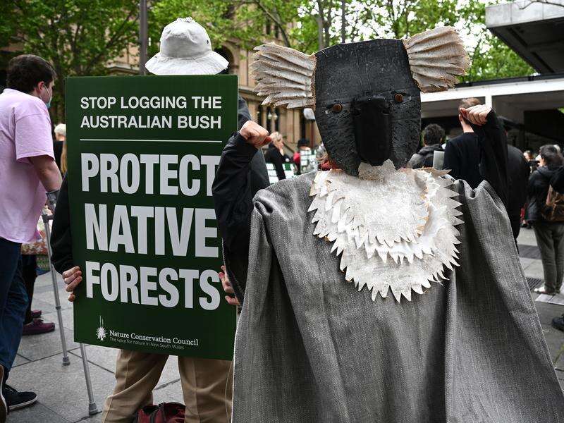 Forest defenders lose logging challenge in NSW | Country News