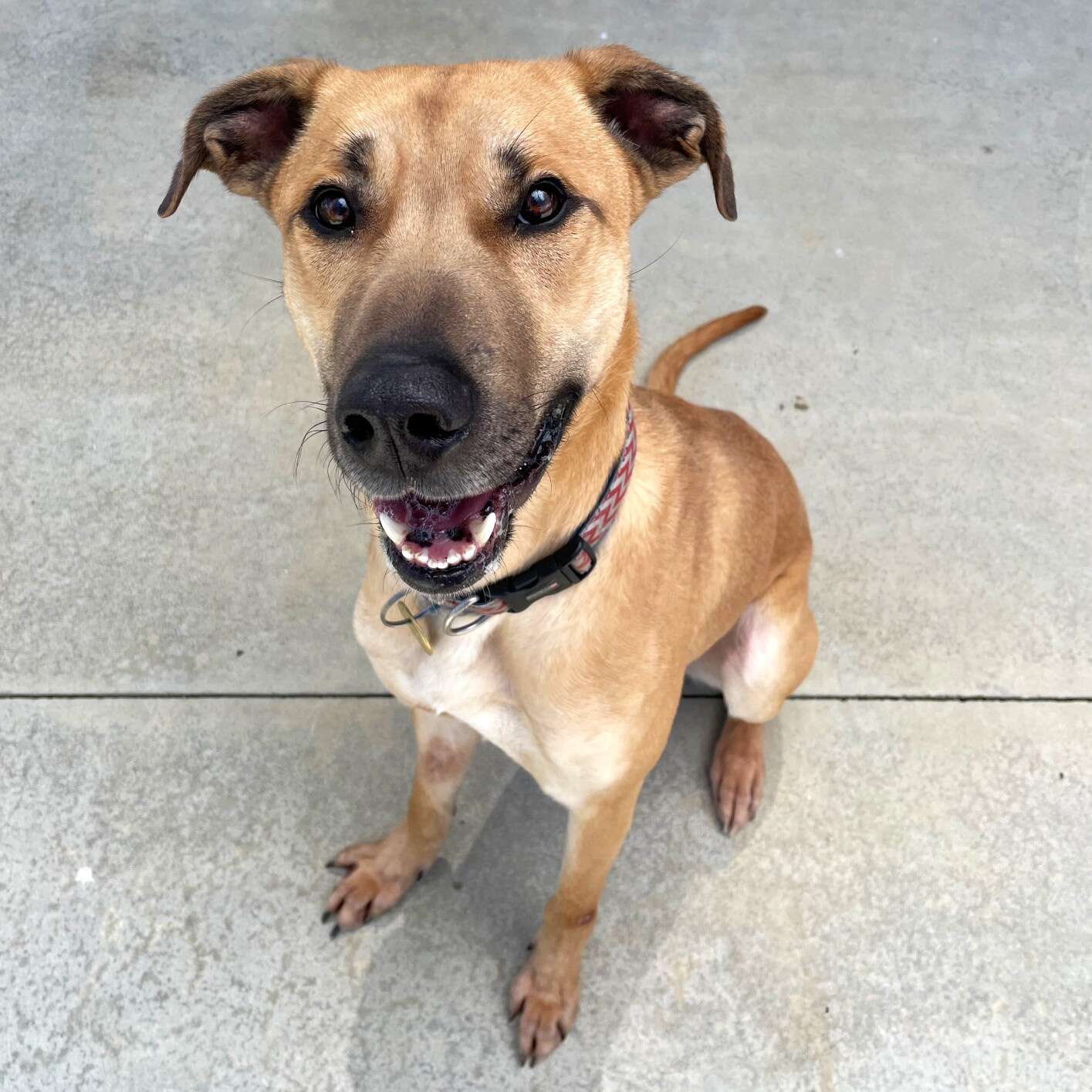 Meet the pet of the week | Shepparton News
