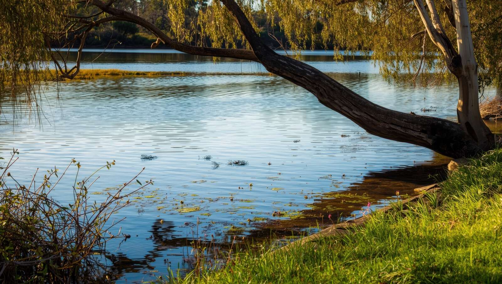 Campaspe Shire Council demands stability in water recovery policies ...