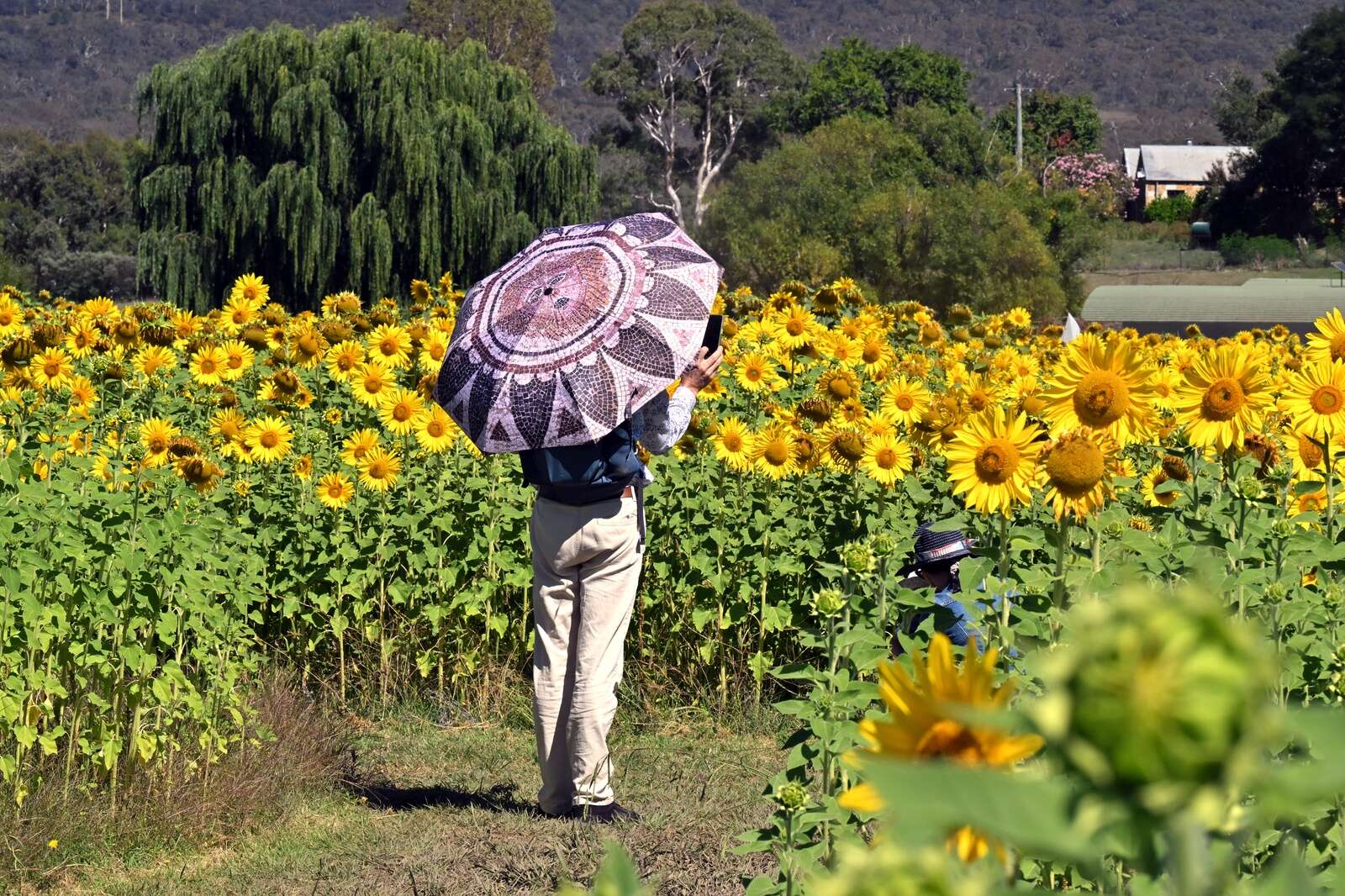 Weird way to grow sunflowers | Seymour Telegraph