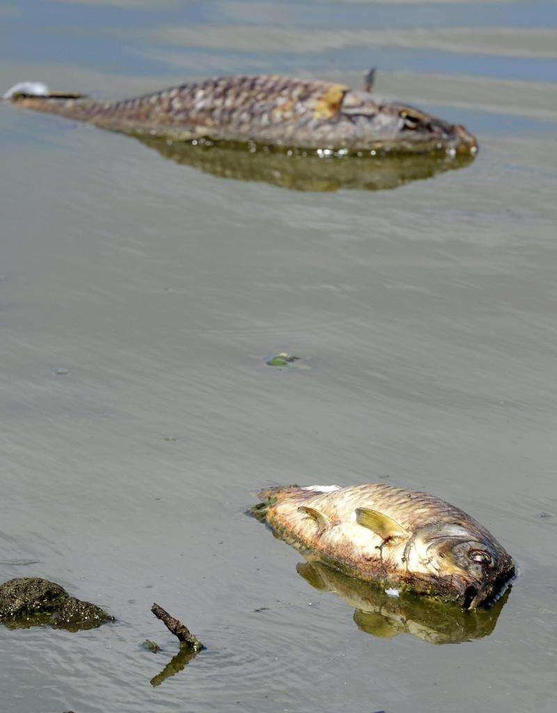 Darling carp clean-up is national blueprint | Dairy News Australia