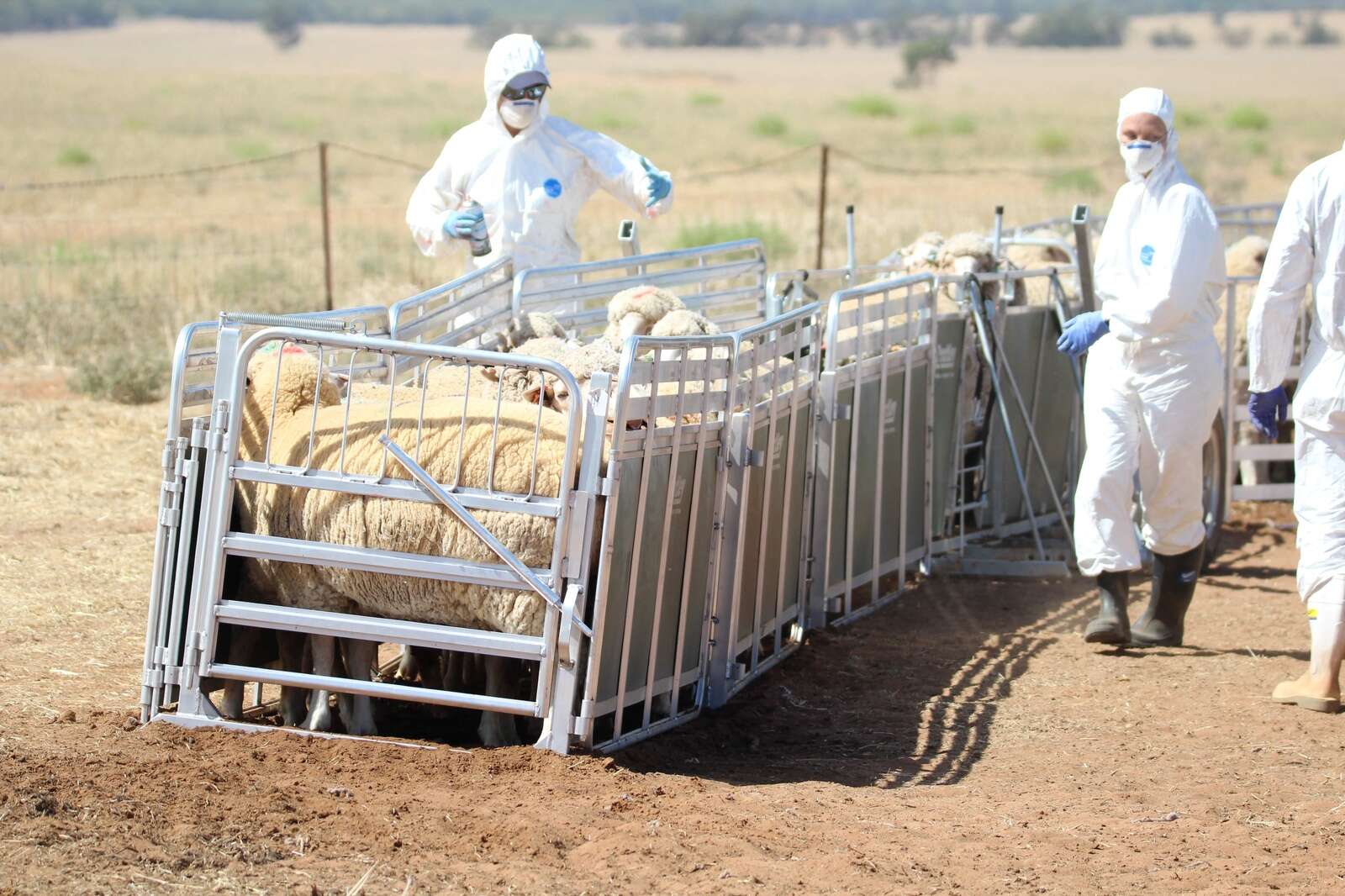 Surveillance is key to detecting diseases | Campaspe News