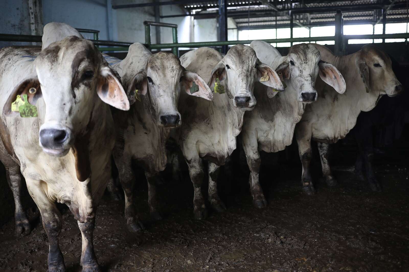 Million cow vaccines sent to protect Australian herds | Country News