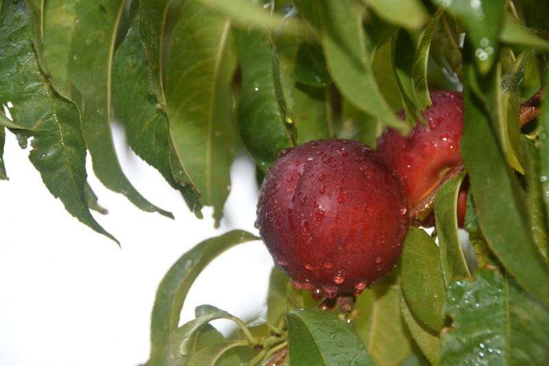 Cobram Growers Supported Riverine Herald