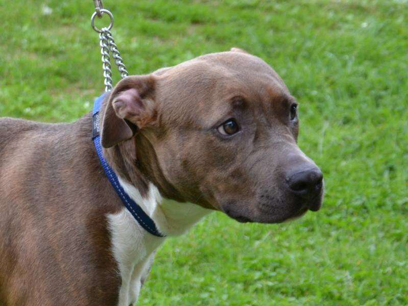 Ranger claimed dog was pit bull before fatal attack | Kyabram Free Press