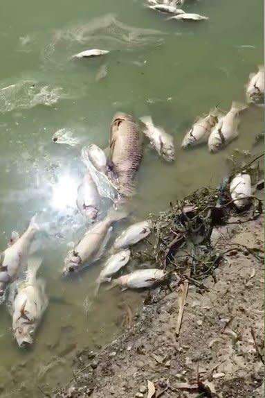 Hundreds of carp die in local lagoon | Riverine Herald