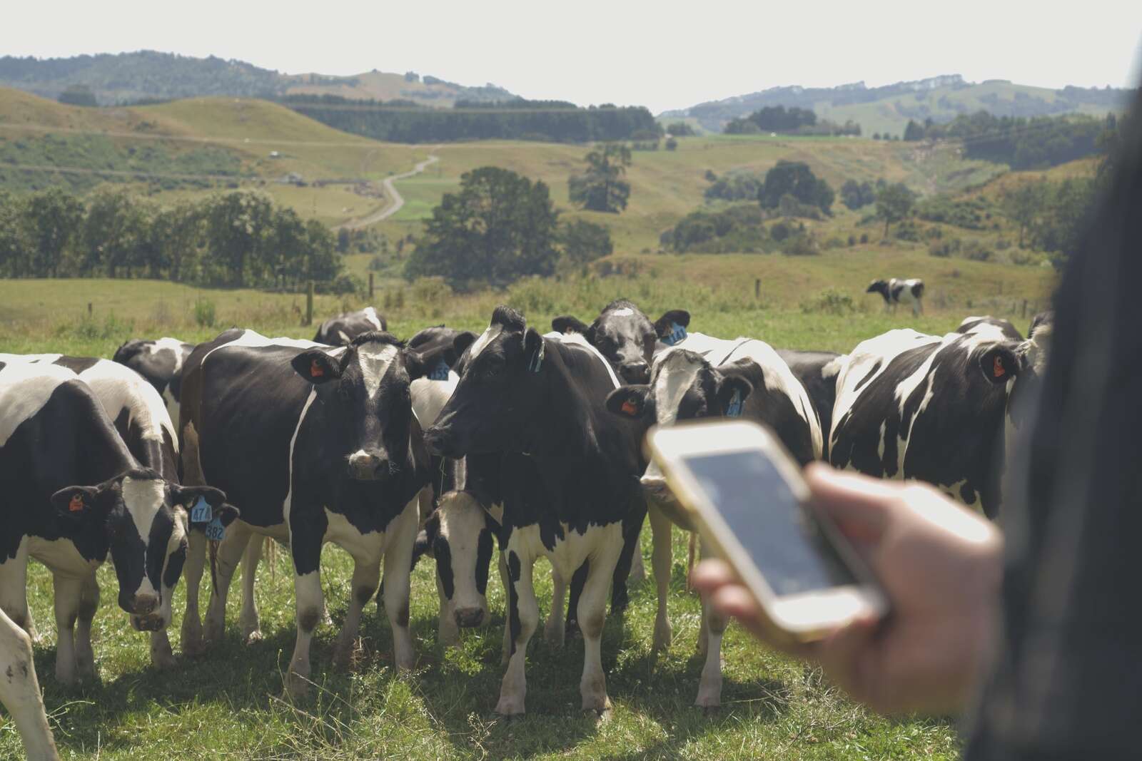Data transparency is key to successful herd management | Dairy News ...