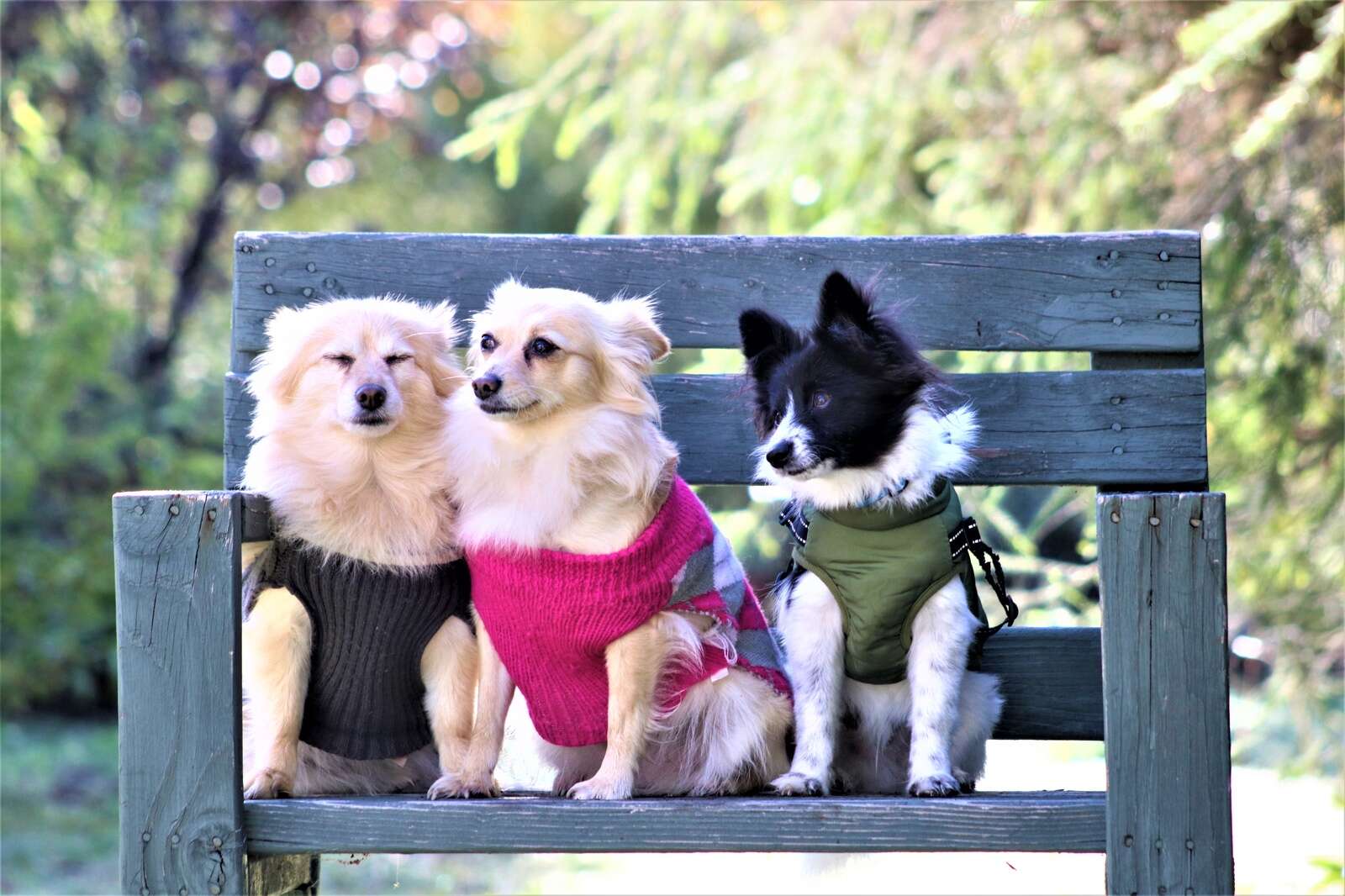 Pooches rock warm jackets | Shepparton News