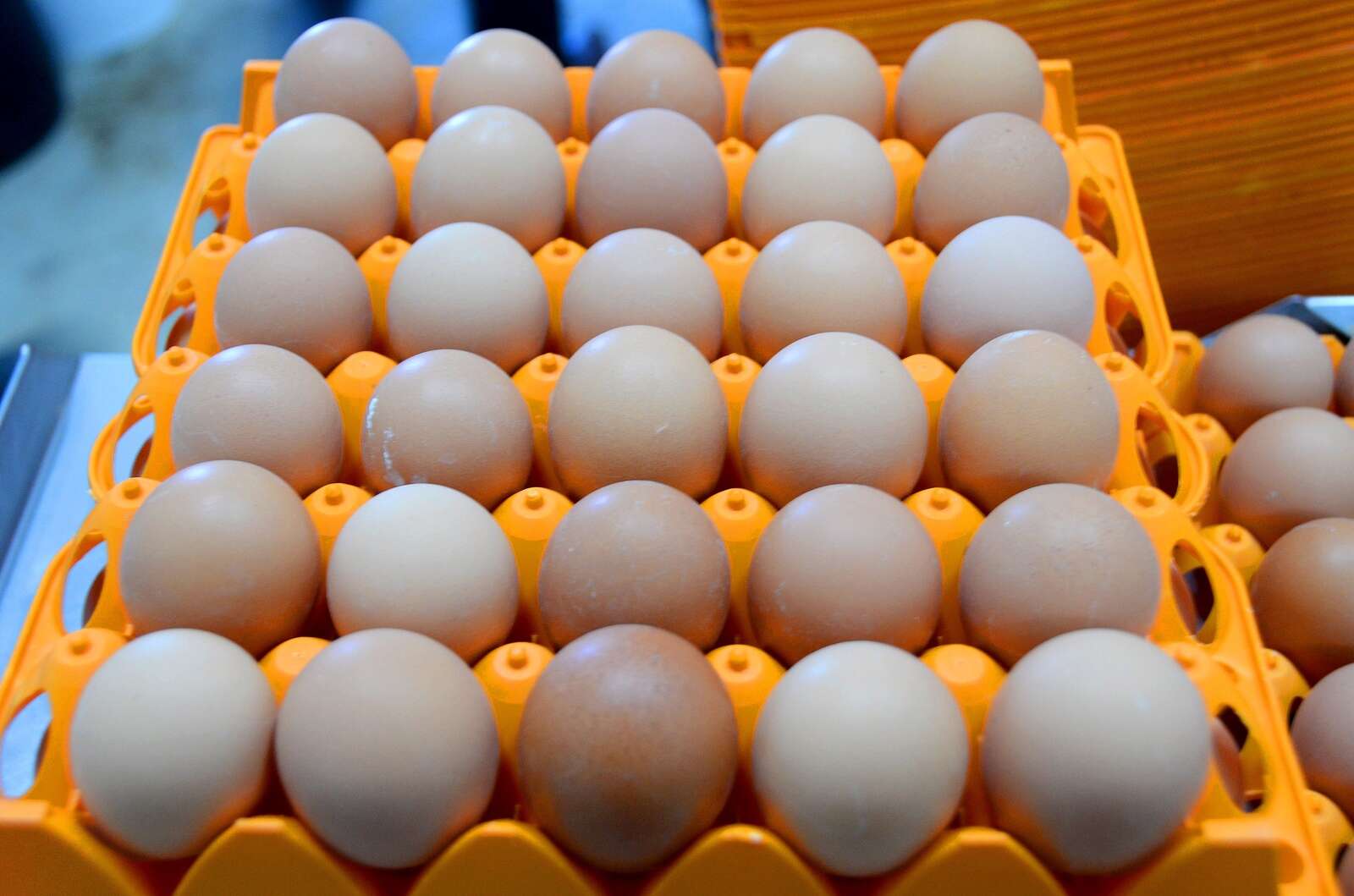 Calls to keep caged egg production | hfood ABN: 96582970535 - Home Halal Food