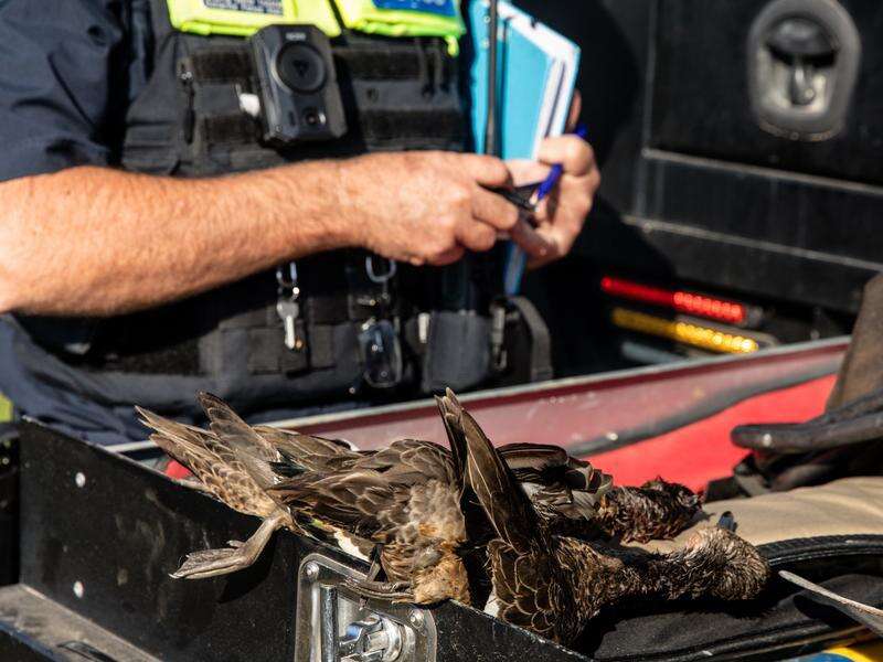 Dwindling duck numbers 'demand hunting ban' | Country News