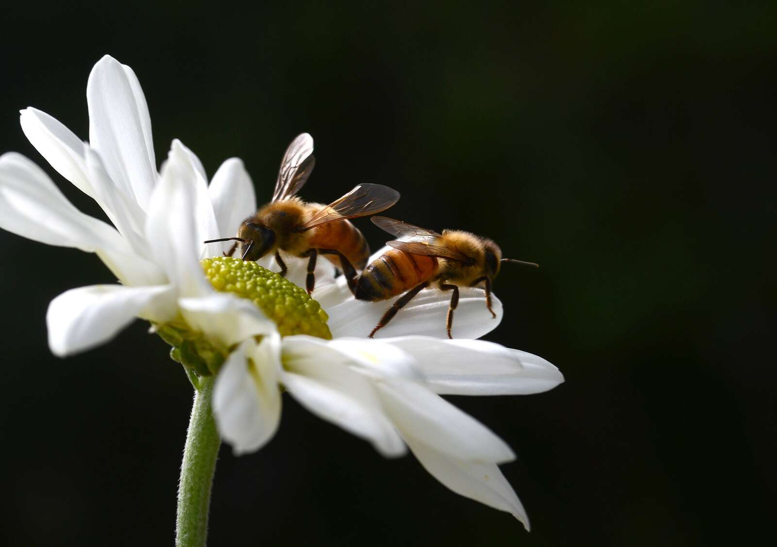 Varroa mite impacts pollinators | Dairy News Australia