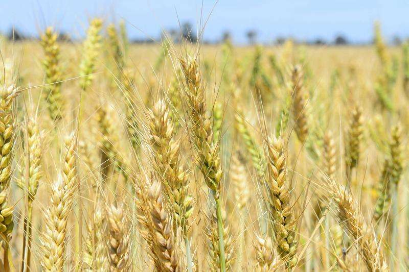 Agriculture's crop-led recovery on track despite COVID-19 | Country News