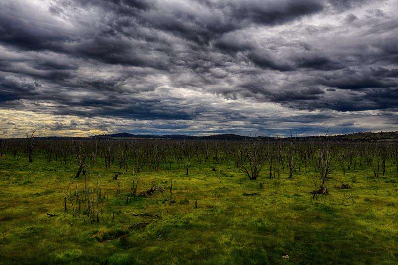 Two thousand trees in two months | Shepparton News