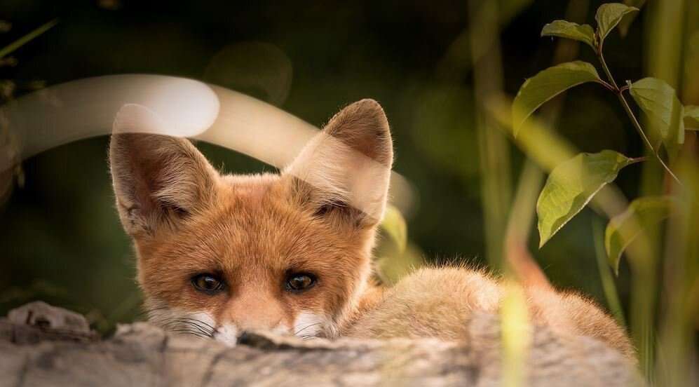 Winter fox baiting program launched | Shepparton News