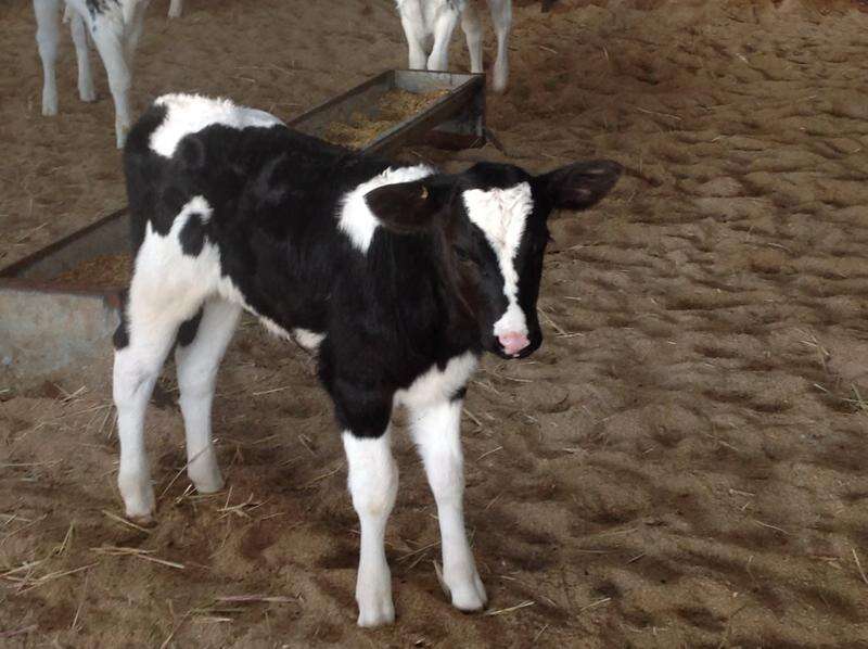 What is the future of calf rearing? | Dairy News Australia
