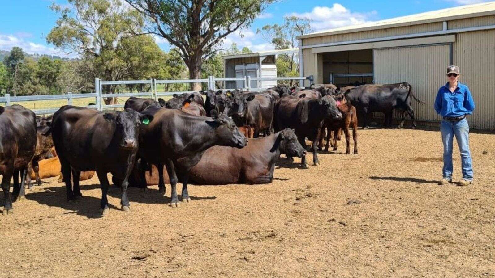 Fertile fodder: Scholarship allows pasture research to continue ...