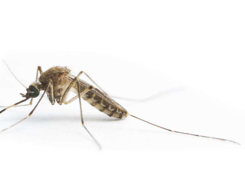 Victoria boosts Japanese encephalitis vax eligibility | Shepparton News