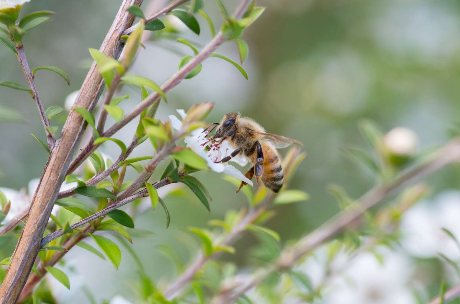 Trees for bee friendly farms | Dairy News Australia