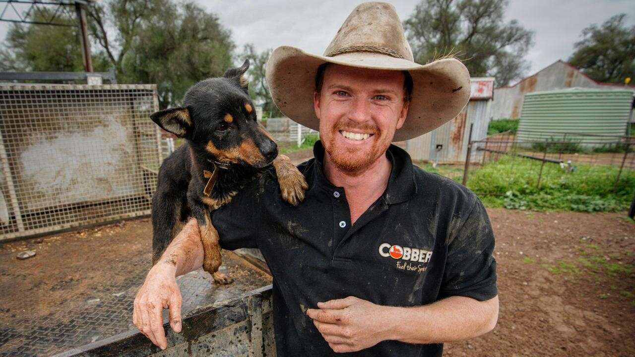 Dogs go turbo for challenge | Country News