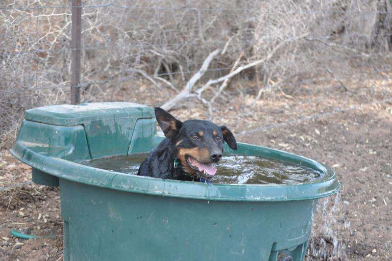 Three legs? No problem | Country News