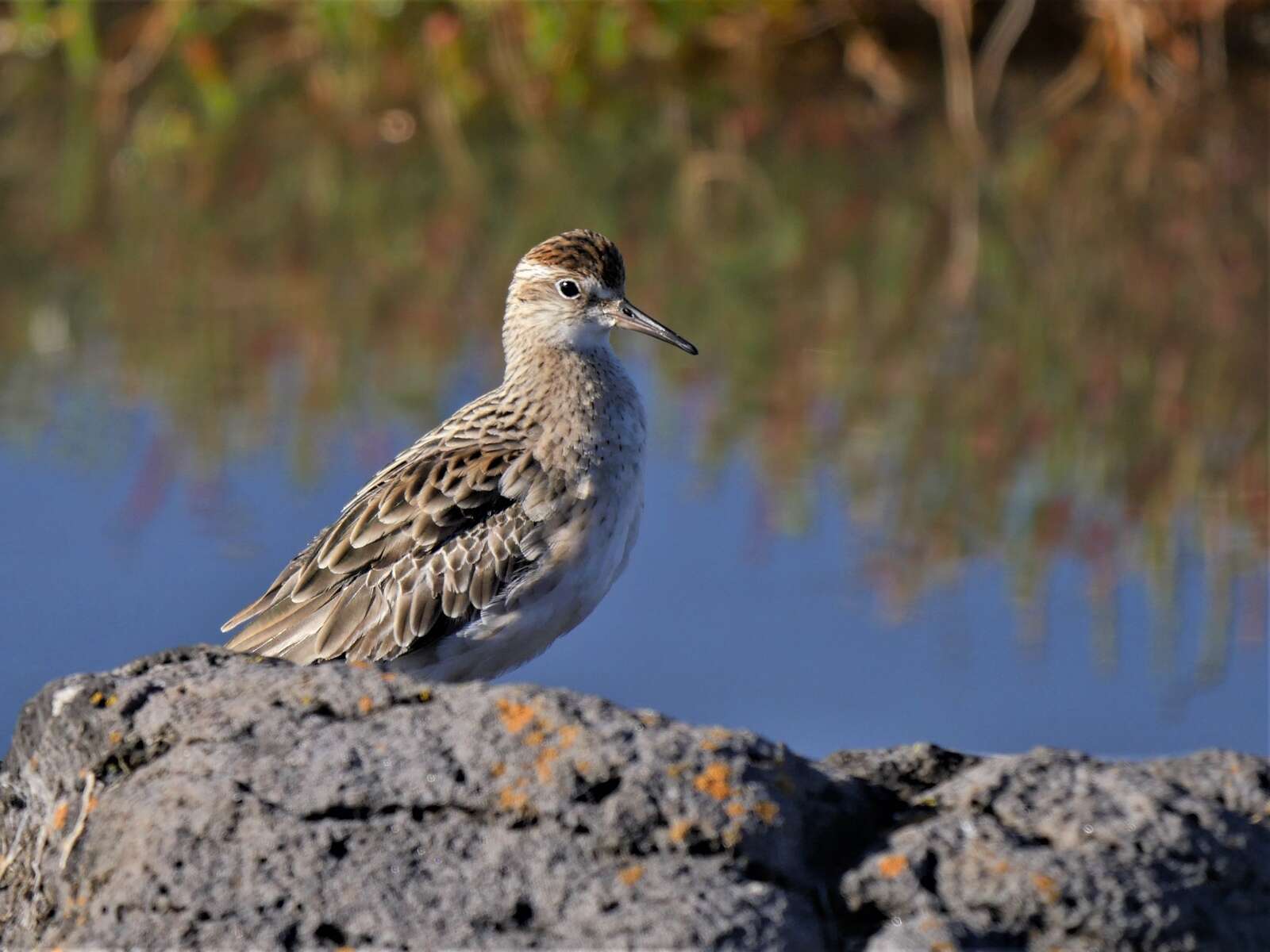 Critically endangered birds call north-east wetlands home | Shepparton News