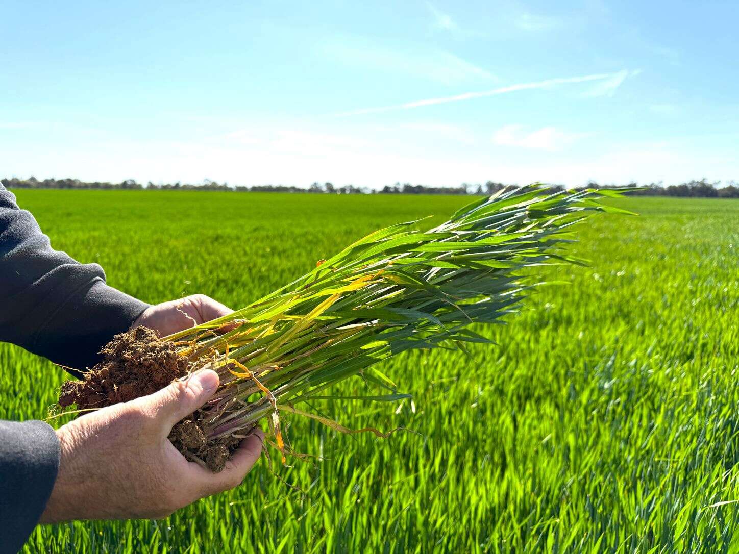 Premium Broadscale Livestock & Cropping Country | Deniliquin Pastoral Times