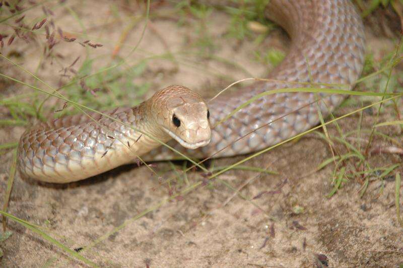 Keep an eye on your pet — snakes are all around | Kyabram Free Press