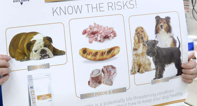 Dog breeder to face court over underfed puppies | Benalla Ensign