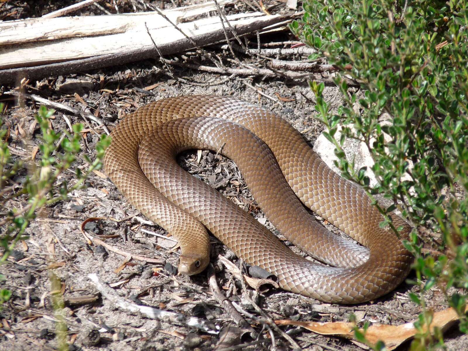 Snake safety info session | Seymour Telegraph