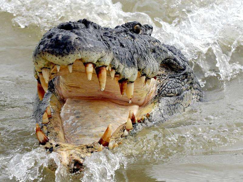 Defence Dept challenges soldier croc attack claims | Country News