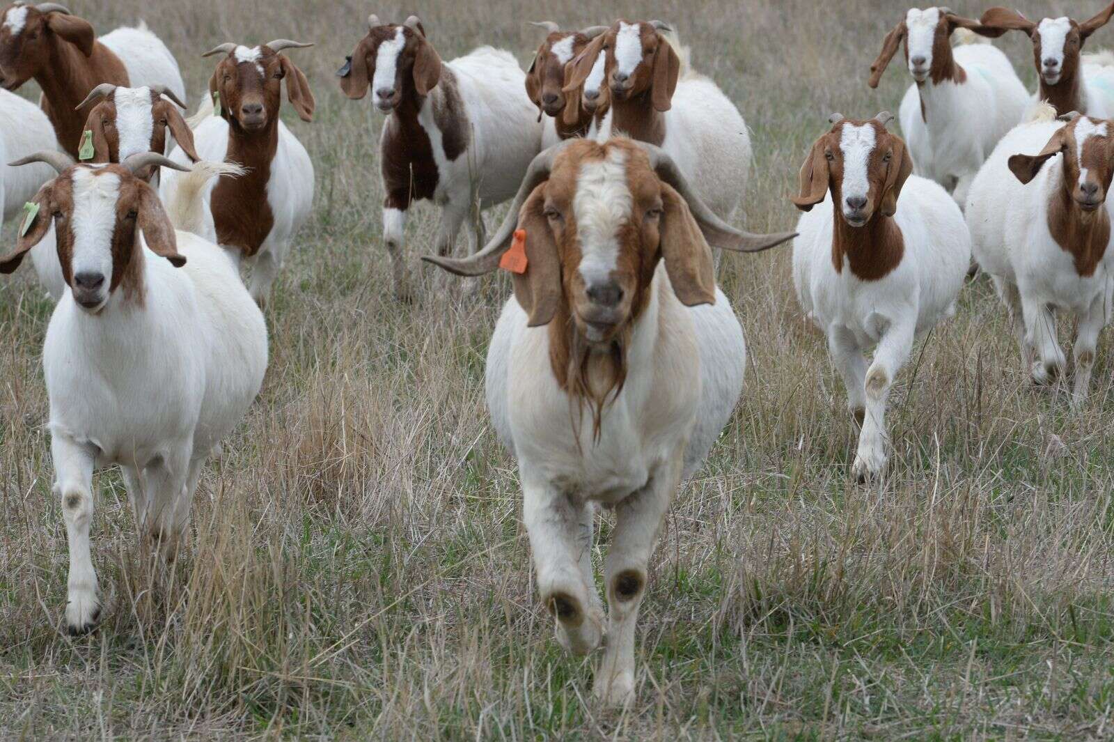 Goats may be climate winners | Country News