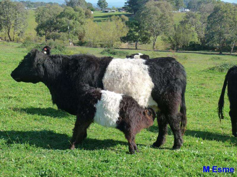 Galloways are beef’s great secret | Country News