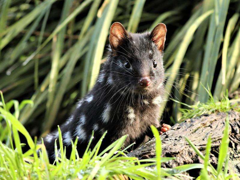 Endangered quolls given 'second chance' | Shepparton News