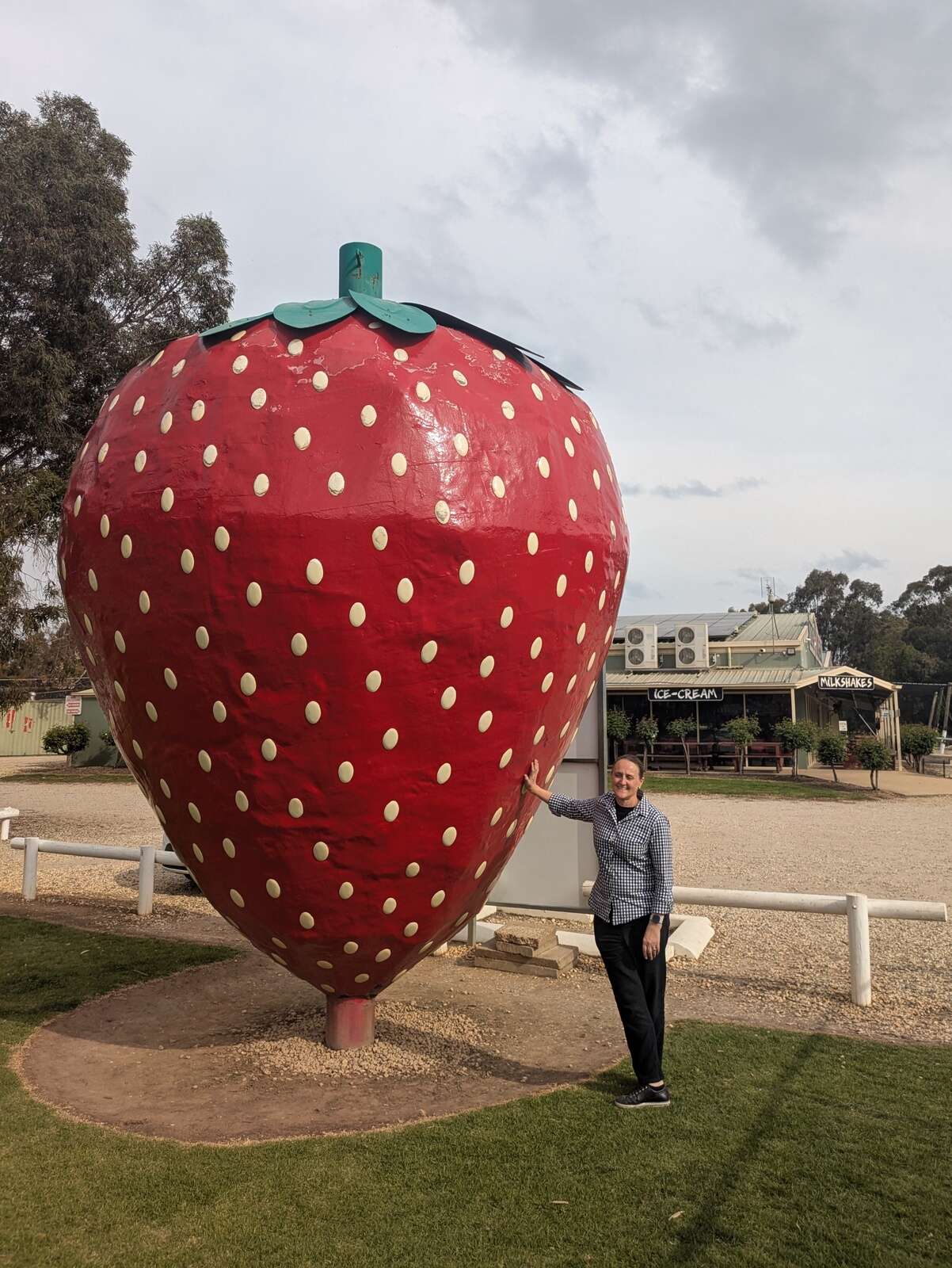 Big Strawberry has made a big impression with gold coin cameo | Dairy ...