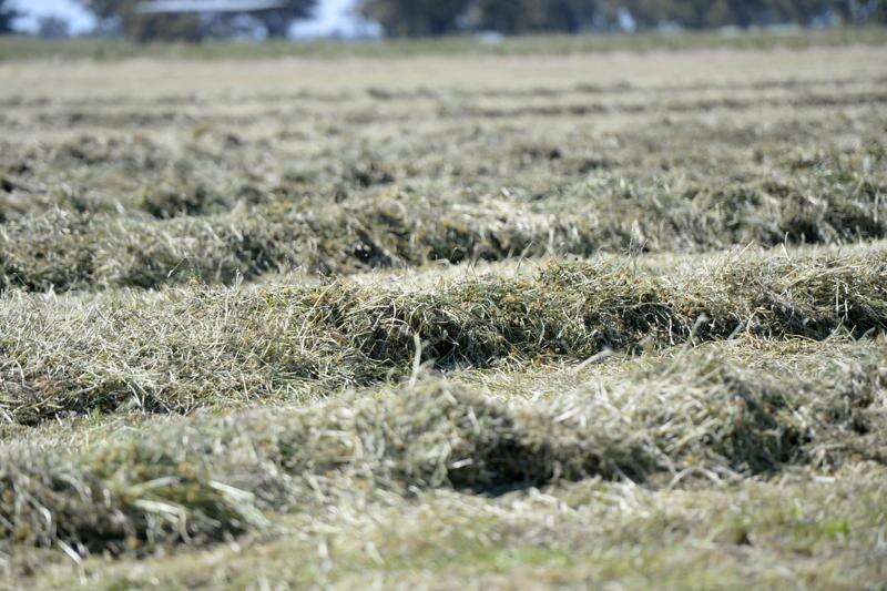Know your fodder: feed testing facts | Dairy News Australia