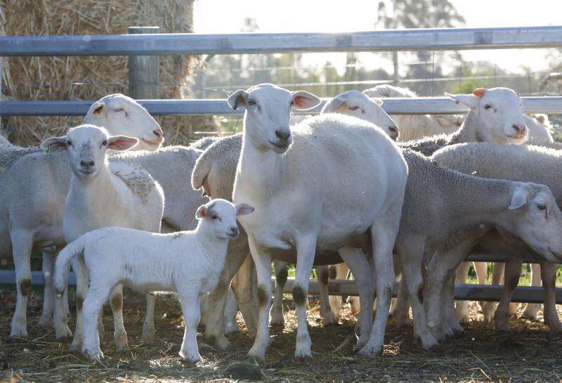 ASBV search tool unlocks genetic benefits for sheep producers | Country ...
